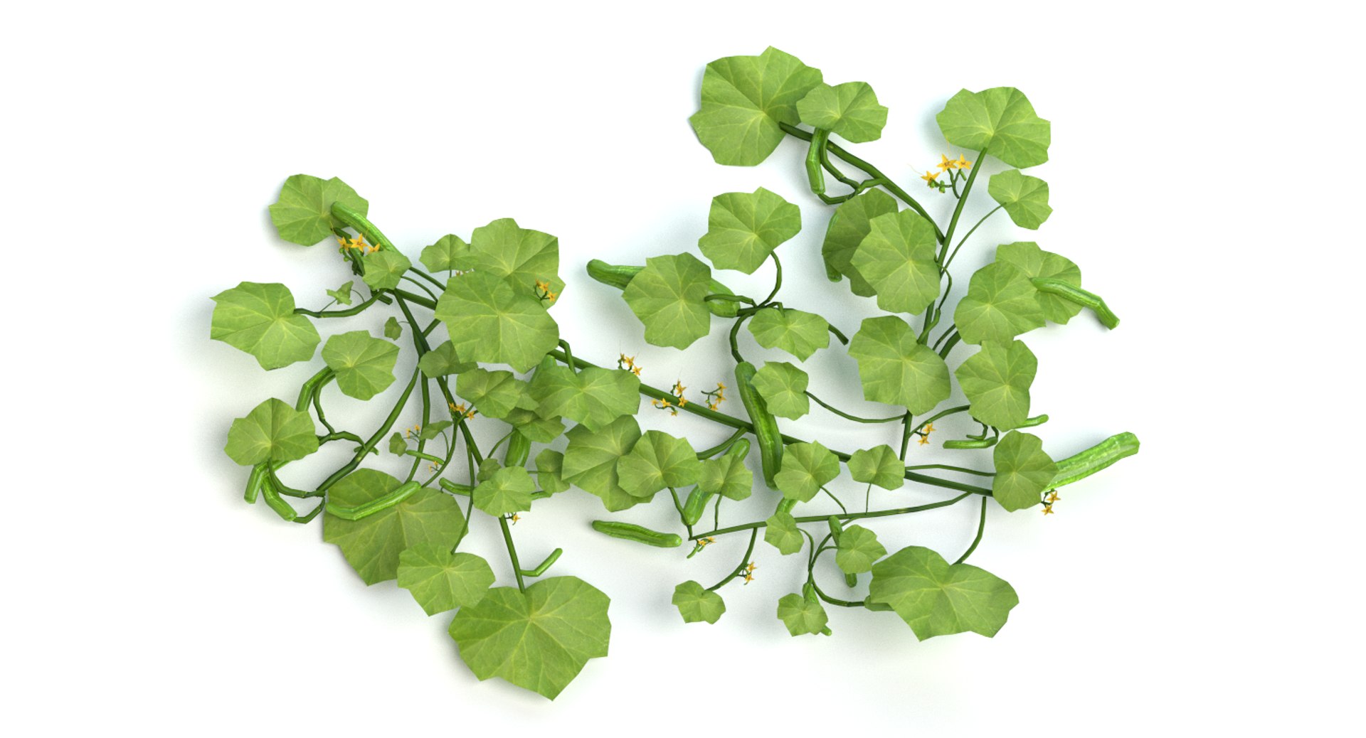 3d Cucumber Plant Model