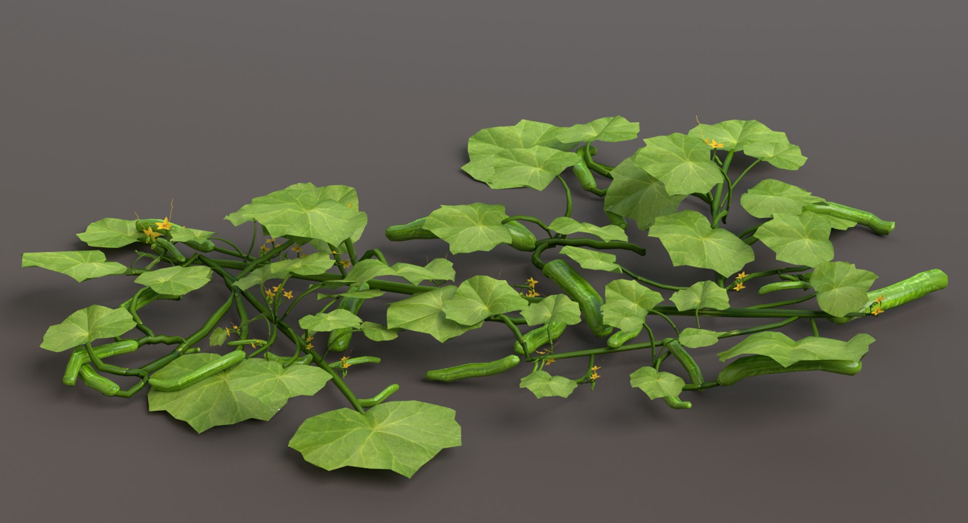 3d Cucumber Plant Model