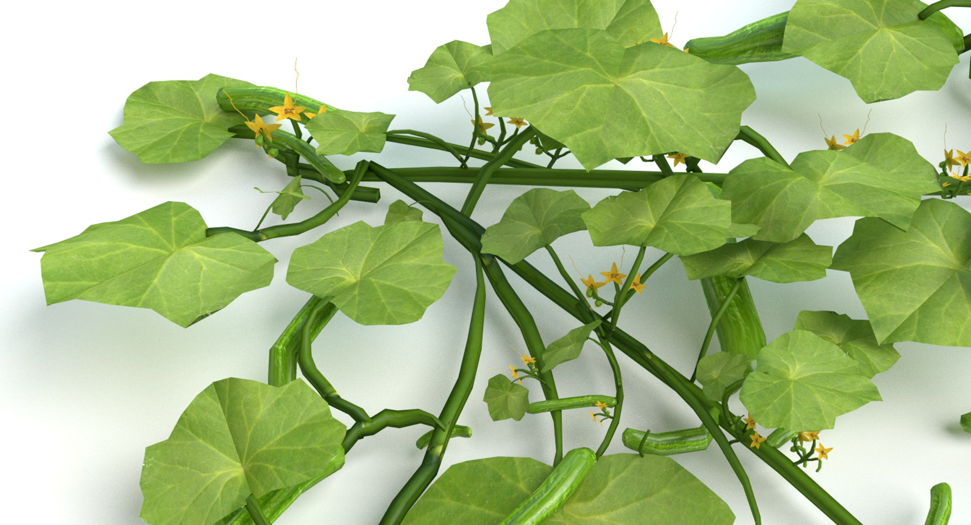 3d Cucumber Plant Model