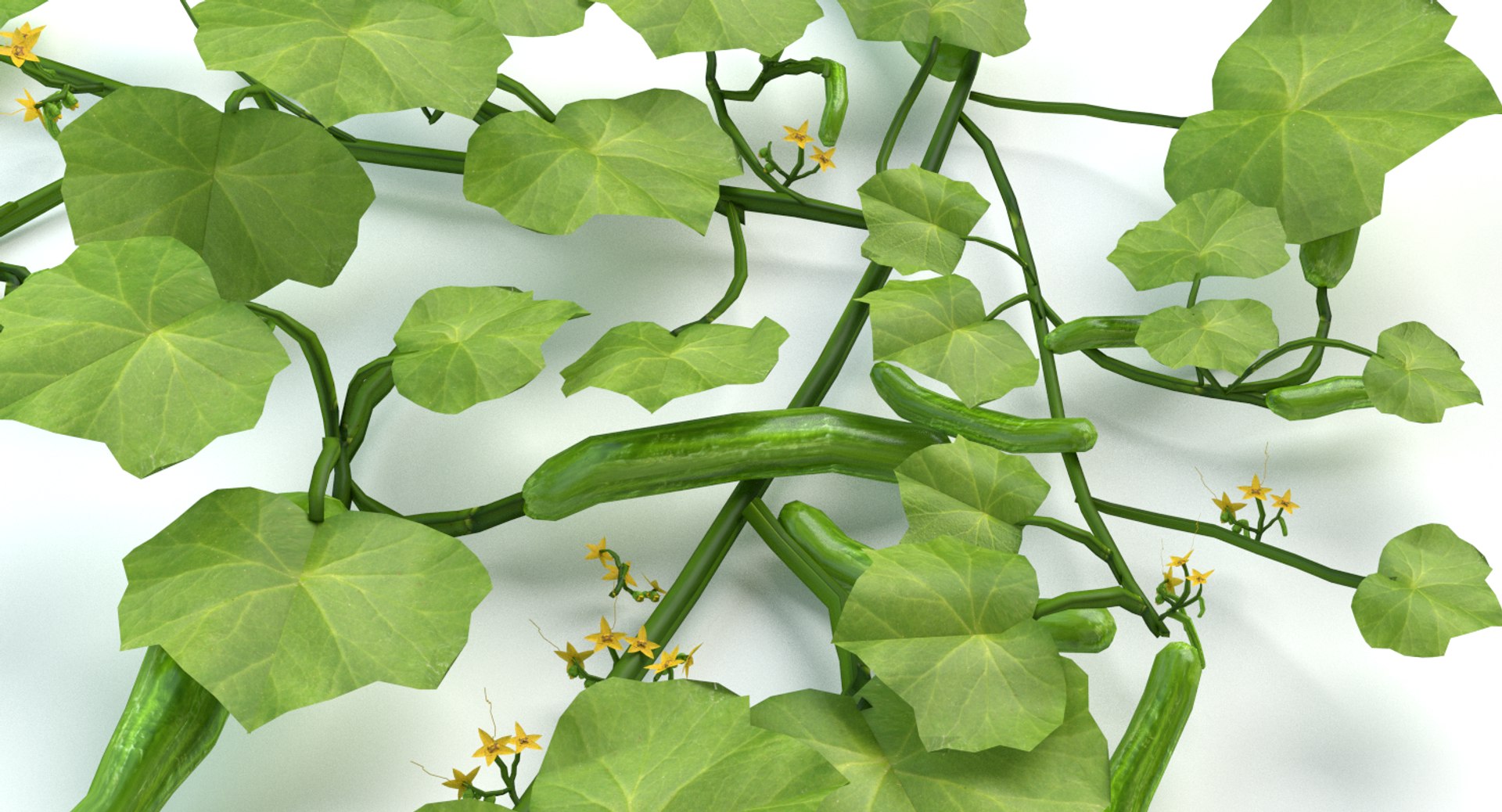 3d Cucumber Plant Model