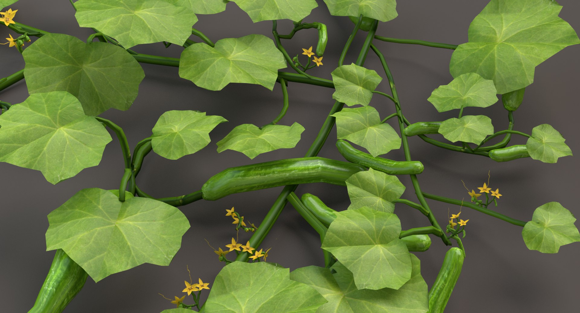 3d Cucumber Plant Model