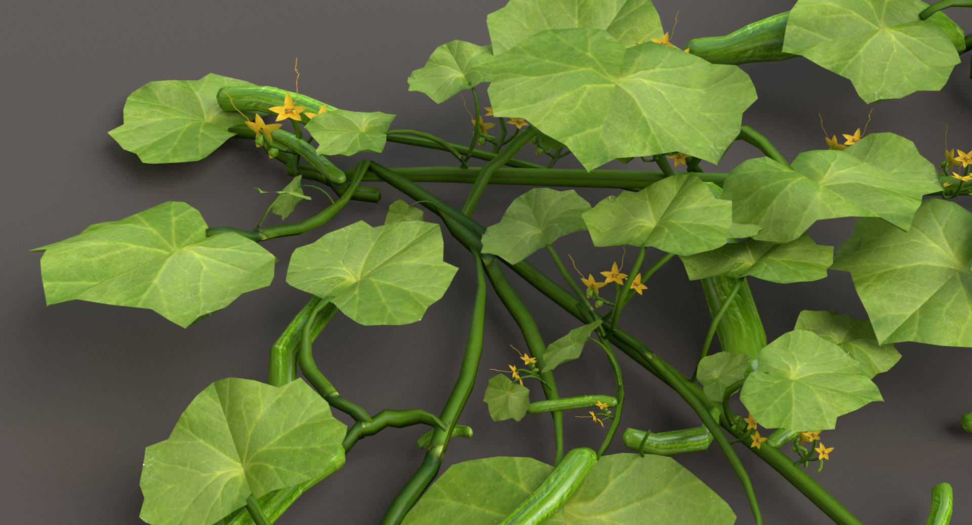 3d Cucumber Plant Model