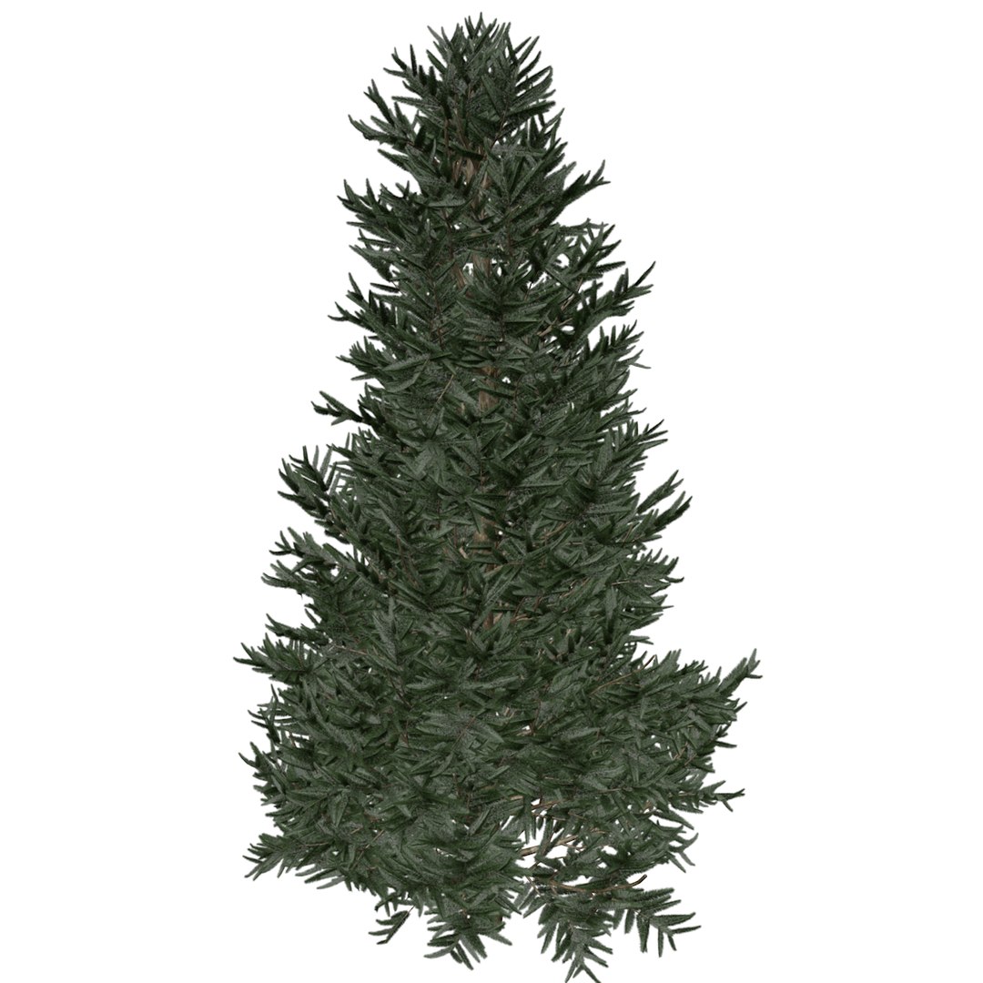 Fraser Fir Tree - 08 - 3D Model - TurboSquid 2373470