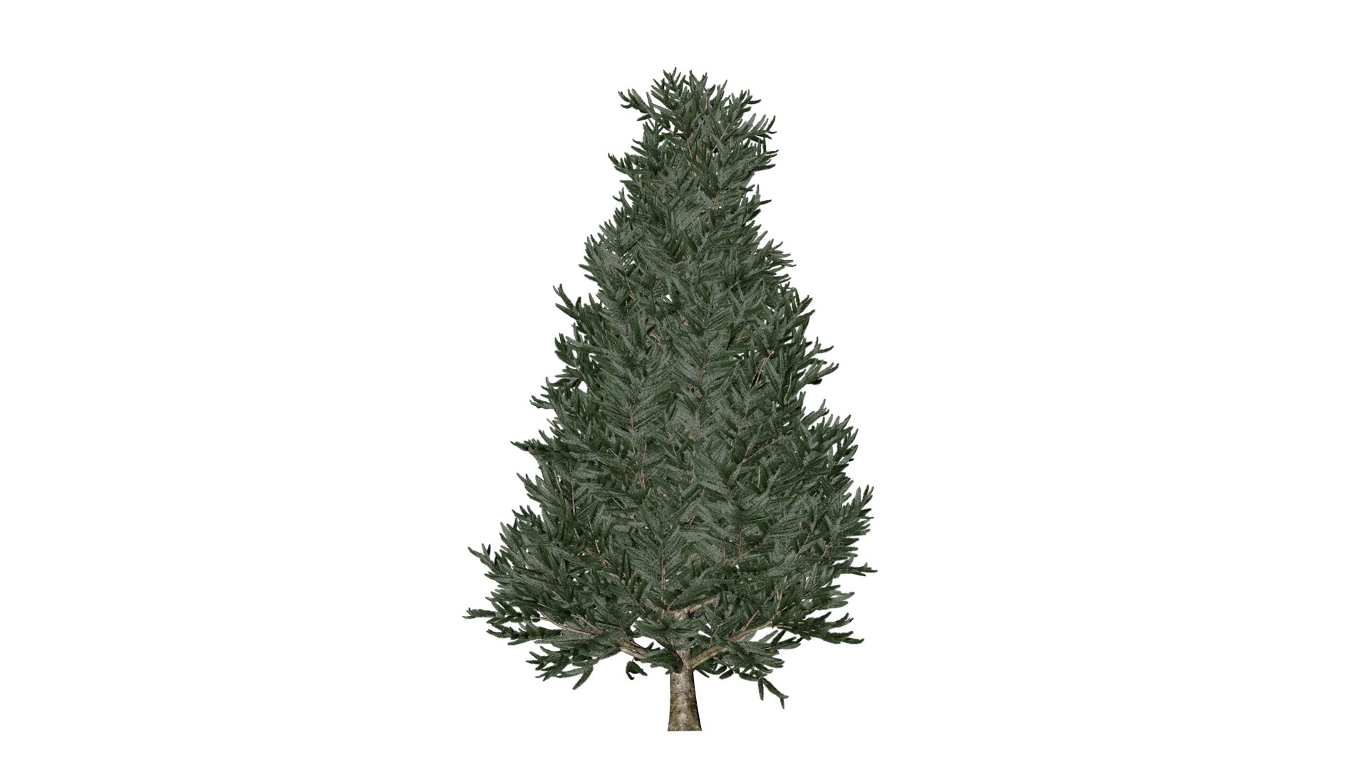 Fraser Fir Tree - 08 - 3D Model - TurboSquid 2373470