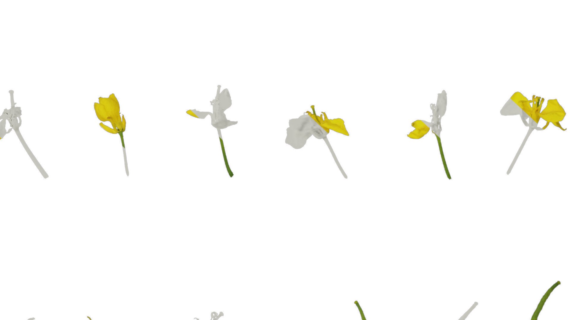 Anydrafts Brassica Napus Flower 03 Textures 3D Model - TurboSquid 2349751