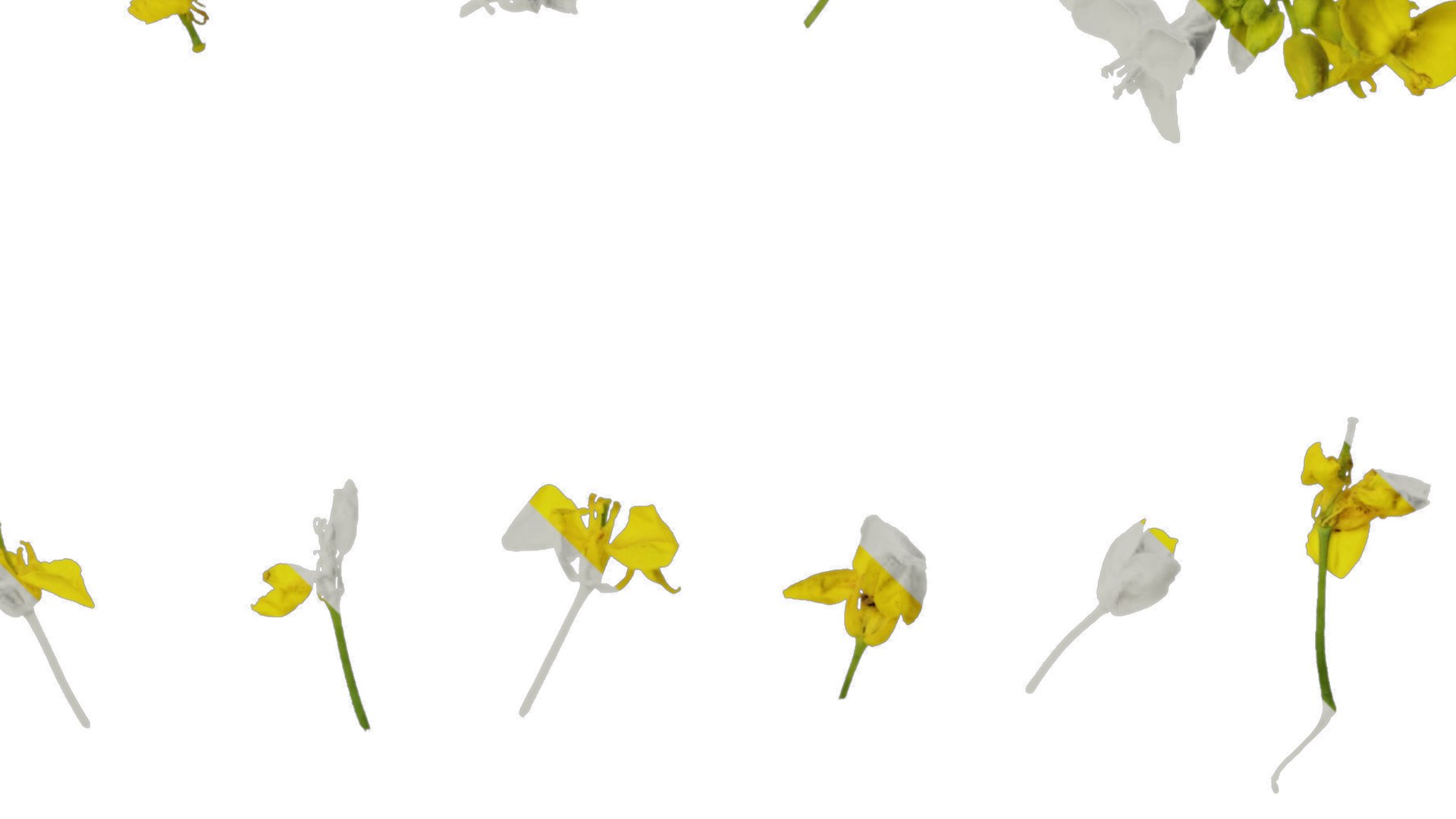 Anydrafts Brassica Napus Flower 03 Textures 3D Model - TurboSquid 2349751