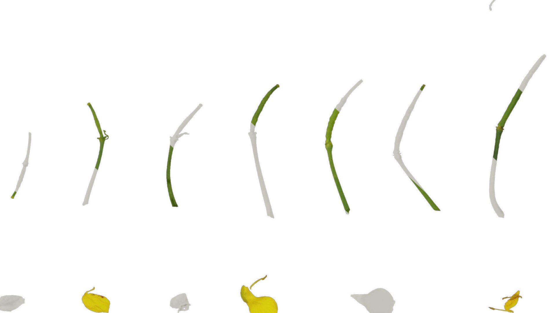 Anydrafts Brassica Napus Flower 03 Textures 3D Model - TurboSquid 2349751