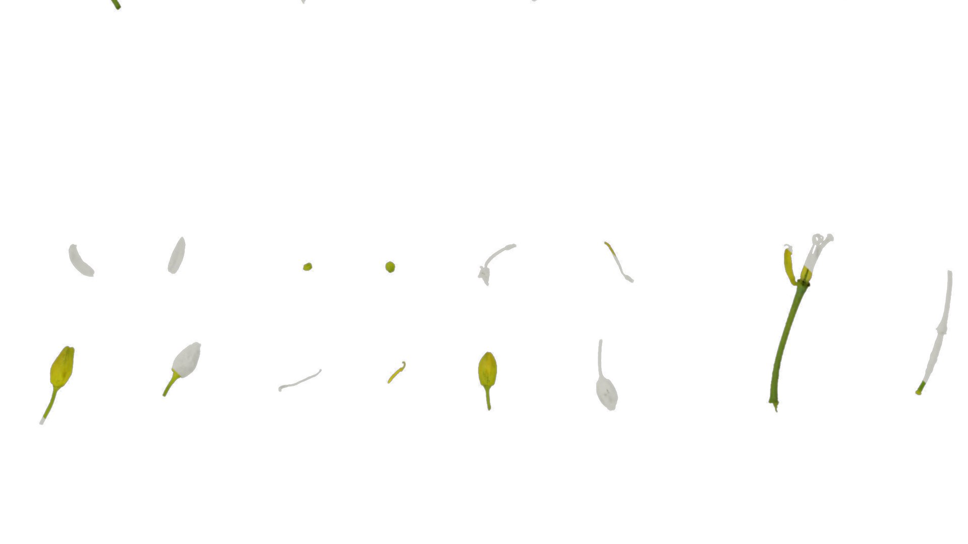 Anydrafts Brassica Napus Flower 03 Textures 3D Model - TurboSquid 2349751