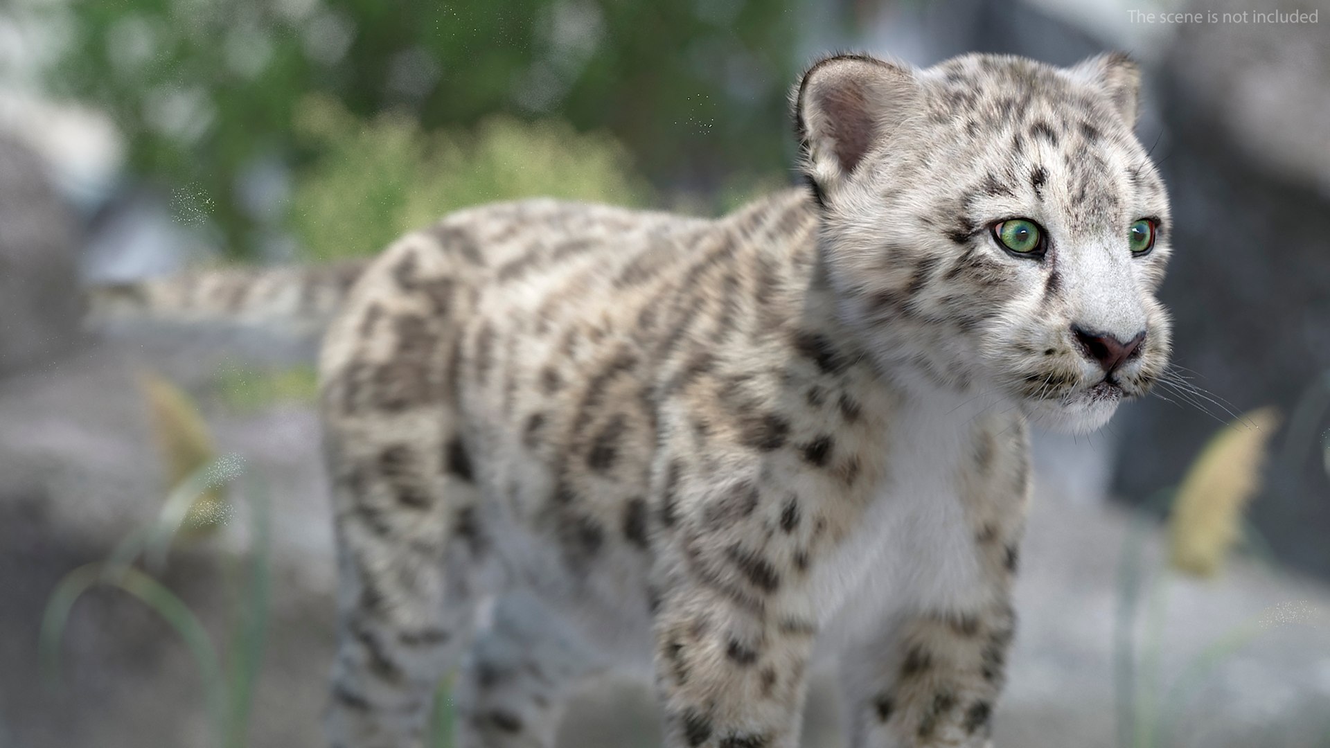 Snow Leopard Cub Fur For Cinema 4D 3D - TurboSquid 2396093