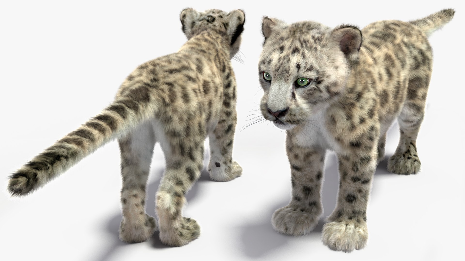 Snow Leopard Cub Fur For Cinema 4D 3D - TurboSquid 2396093