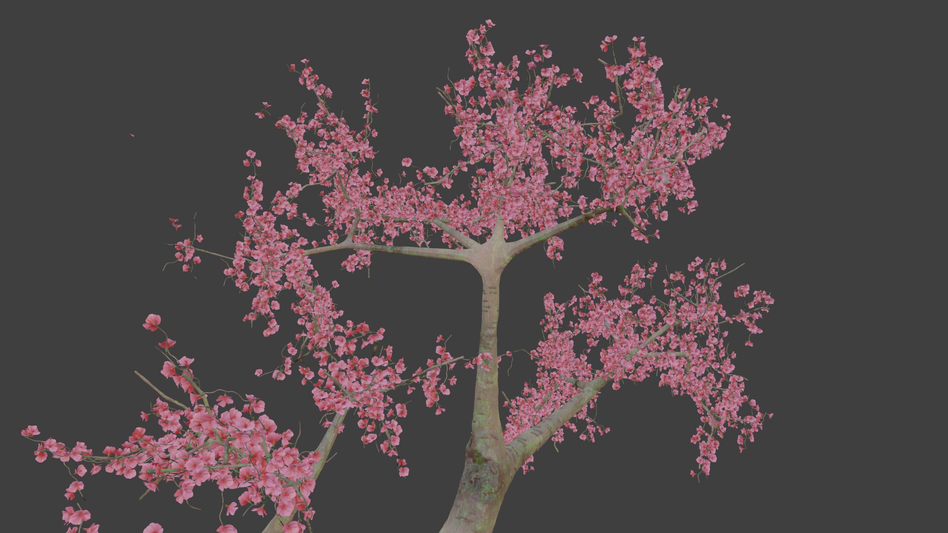 3D tree cherry blossom - TurboSquid 1687176