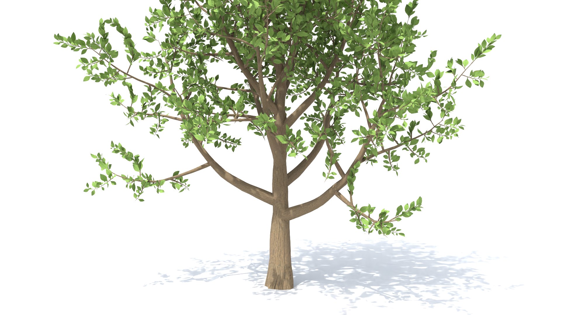 3D 5 Elm Trees Set Model - TurboSquid 2173826