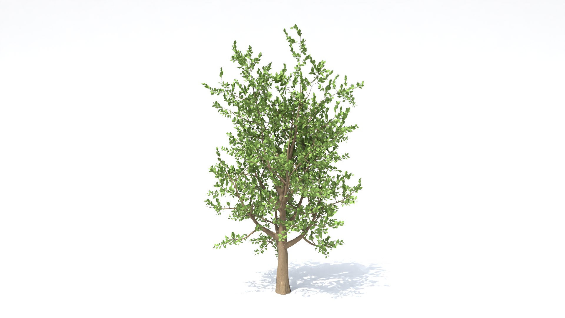 3D 5 Elm Trees Set Model - TurboSquid 2173826