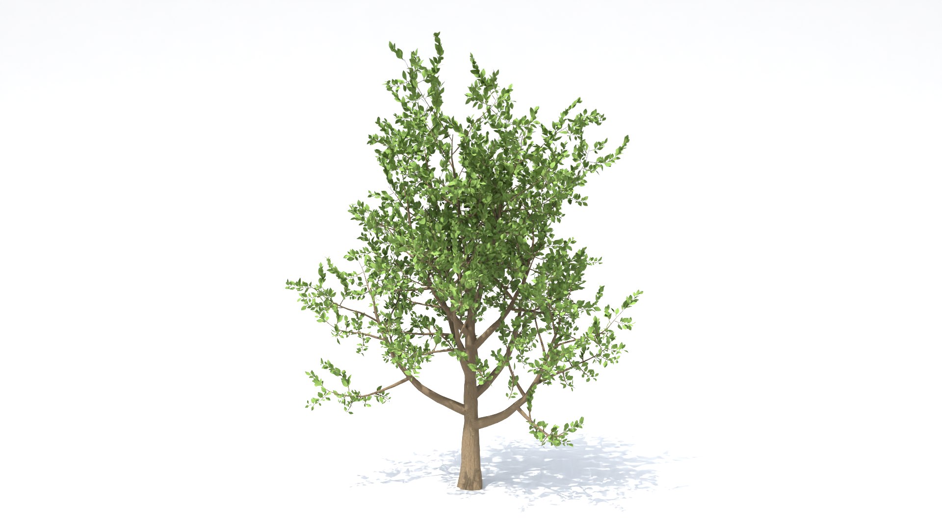 3D 5 Elm Trees Set Model - TurboSquid 2173826