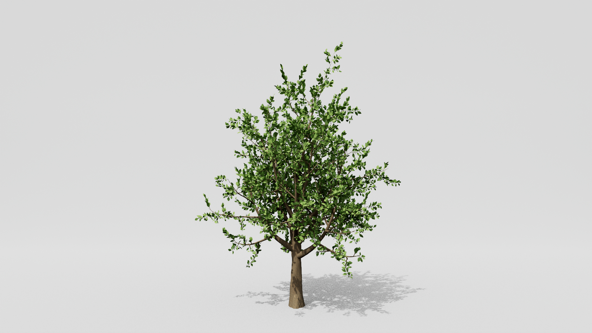 3D 5 Elm Trees Set model - TurboSquid 2173826