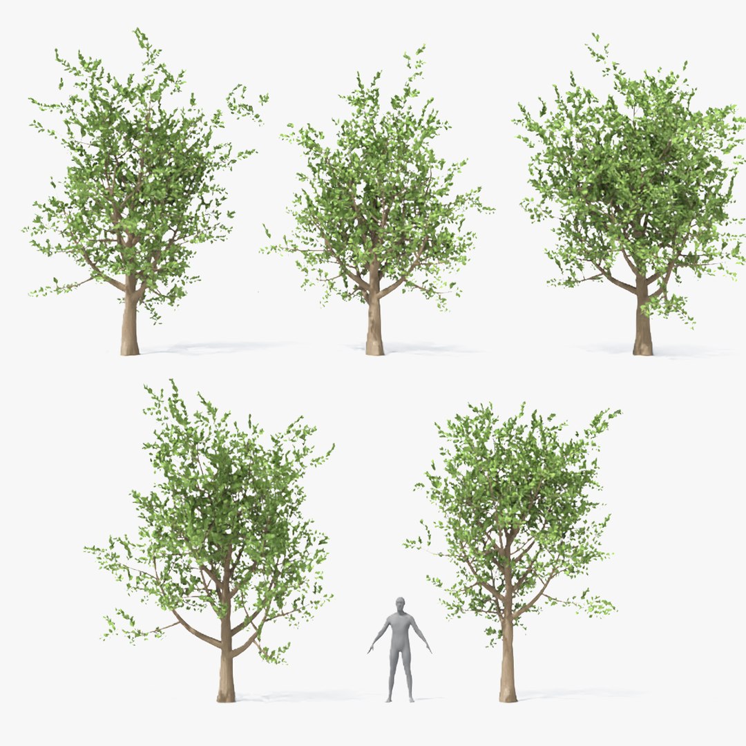 3D 5 Elm Trees Set model - TurboSquid 2173826