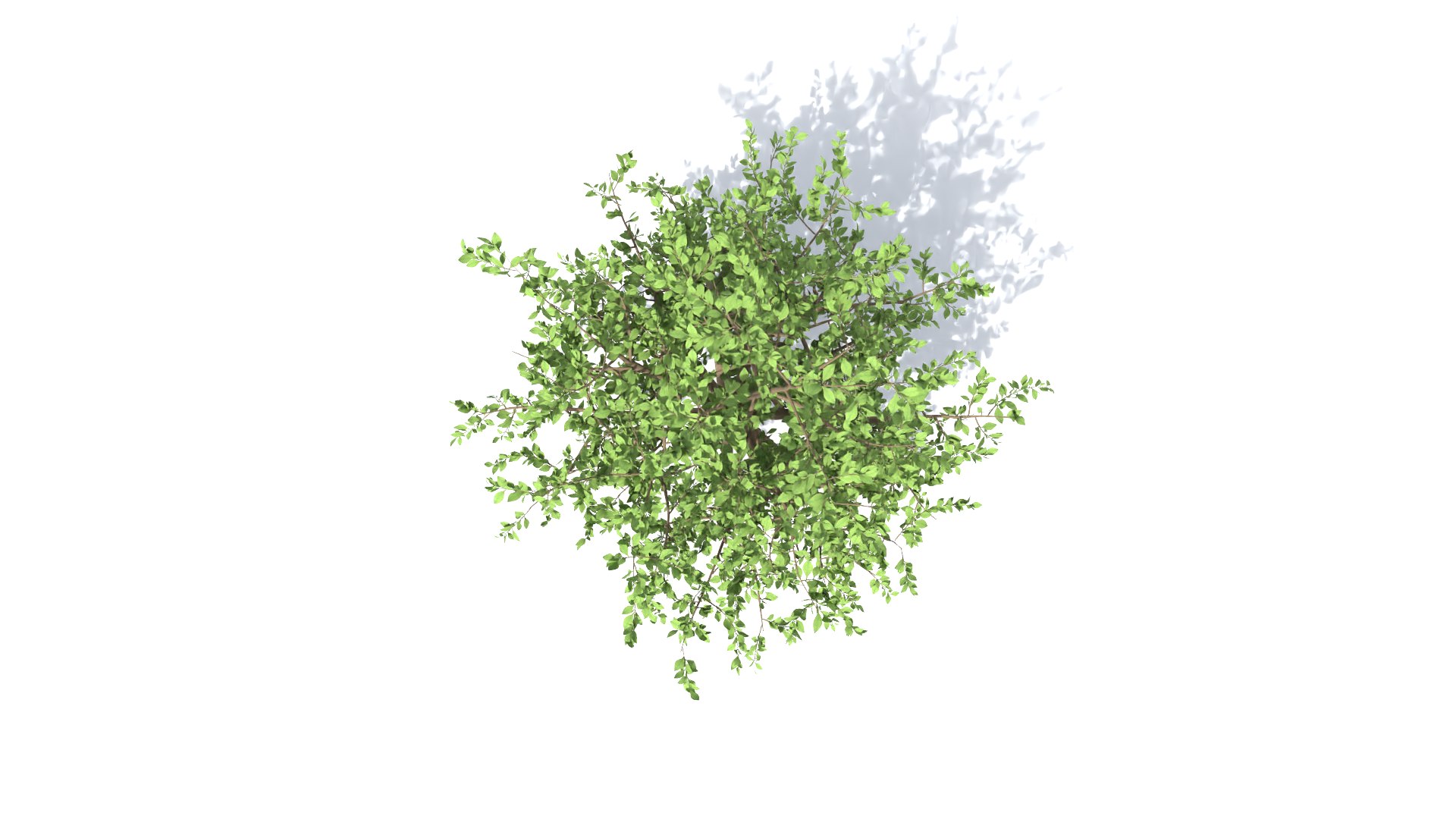 3D 5 Elm Trees Set model - TurboSquid 2173826
