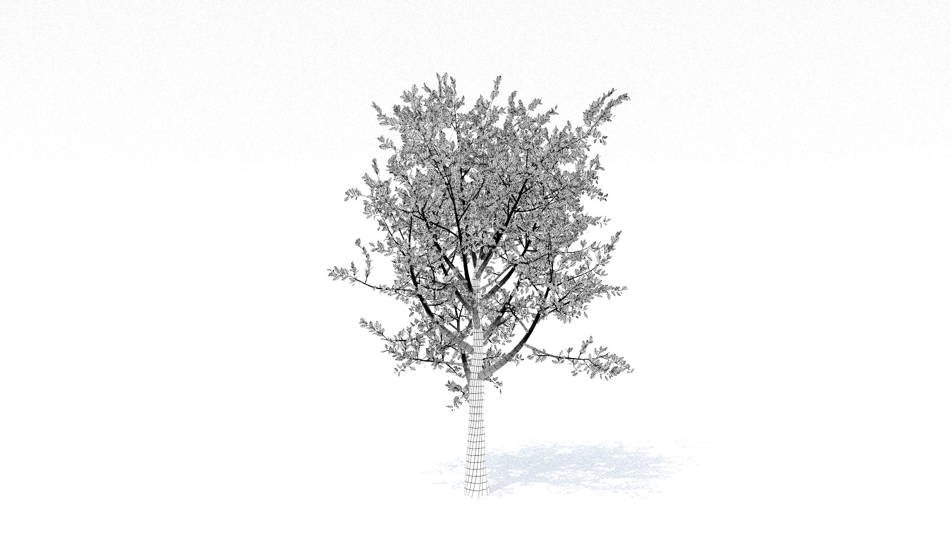 3D 5 Elm Trees Set Model - TurboSquid 2173826