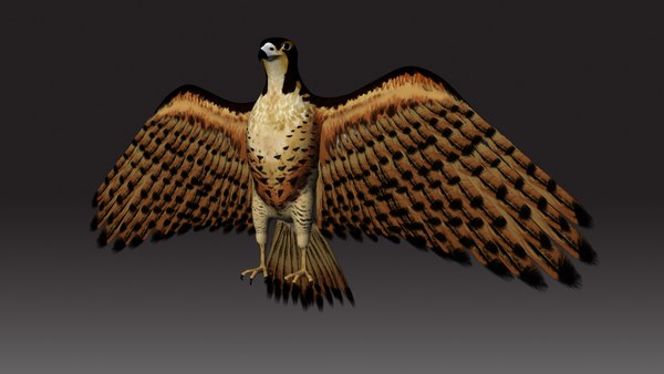 3D Falcon Models | TurboSquid