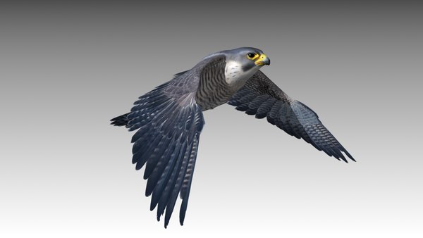 3D model falcon animations - TurboSquid 1507304