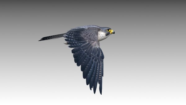 3D model falcon animations - TurboSquid 1507304