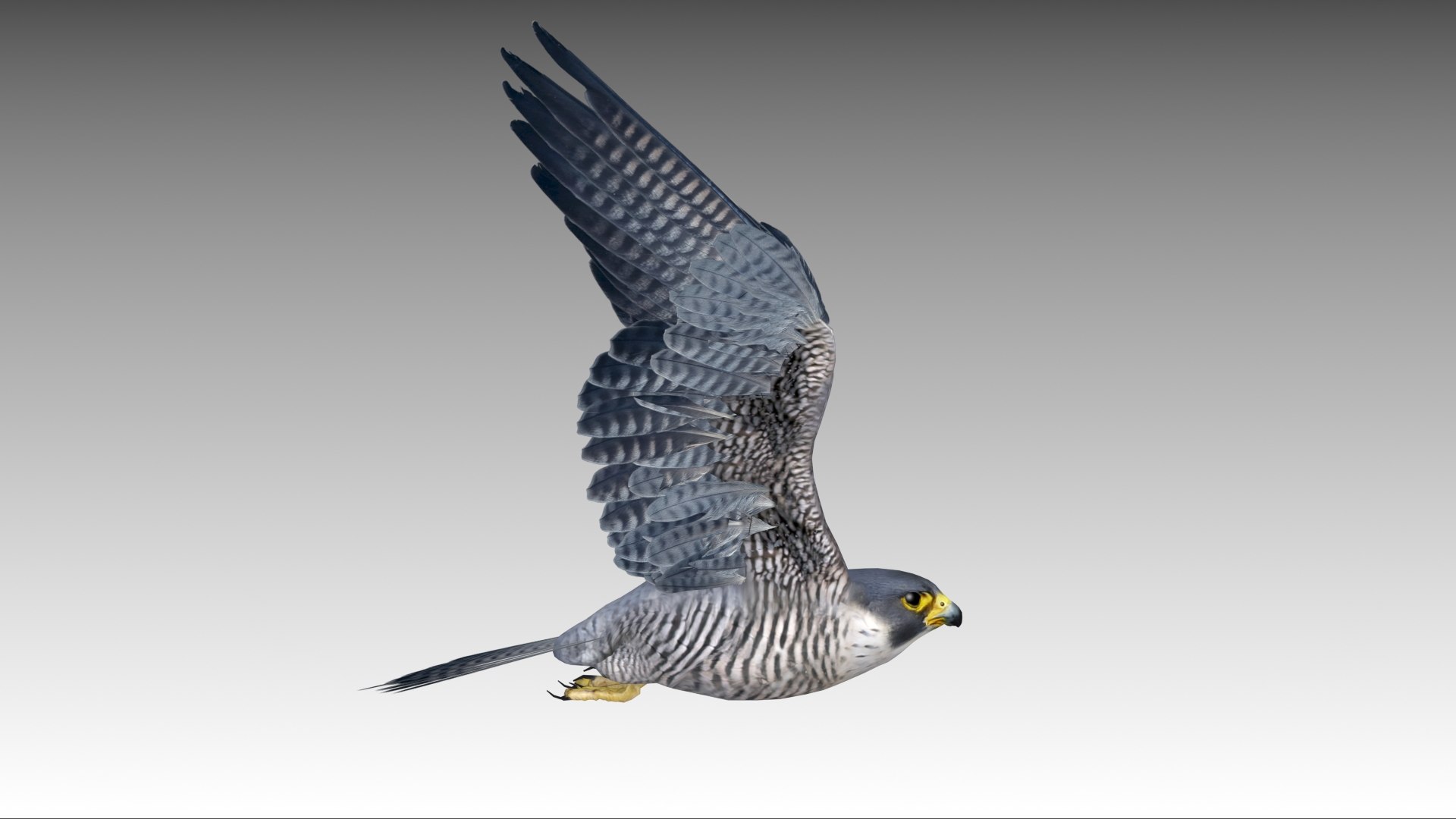 3D Model Falcon Animations - TurboSquid 1507304