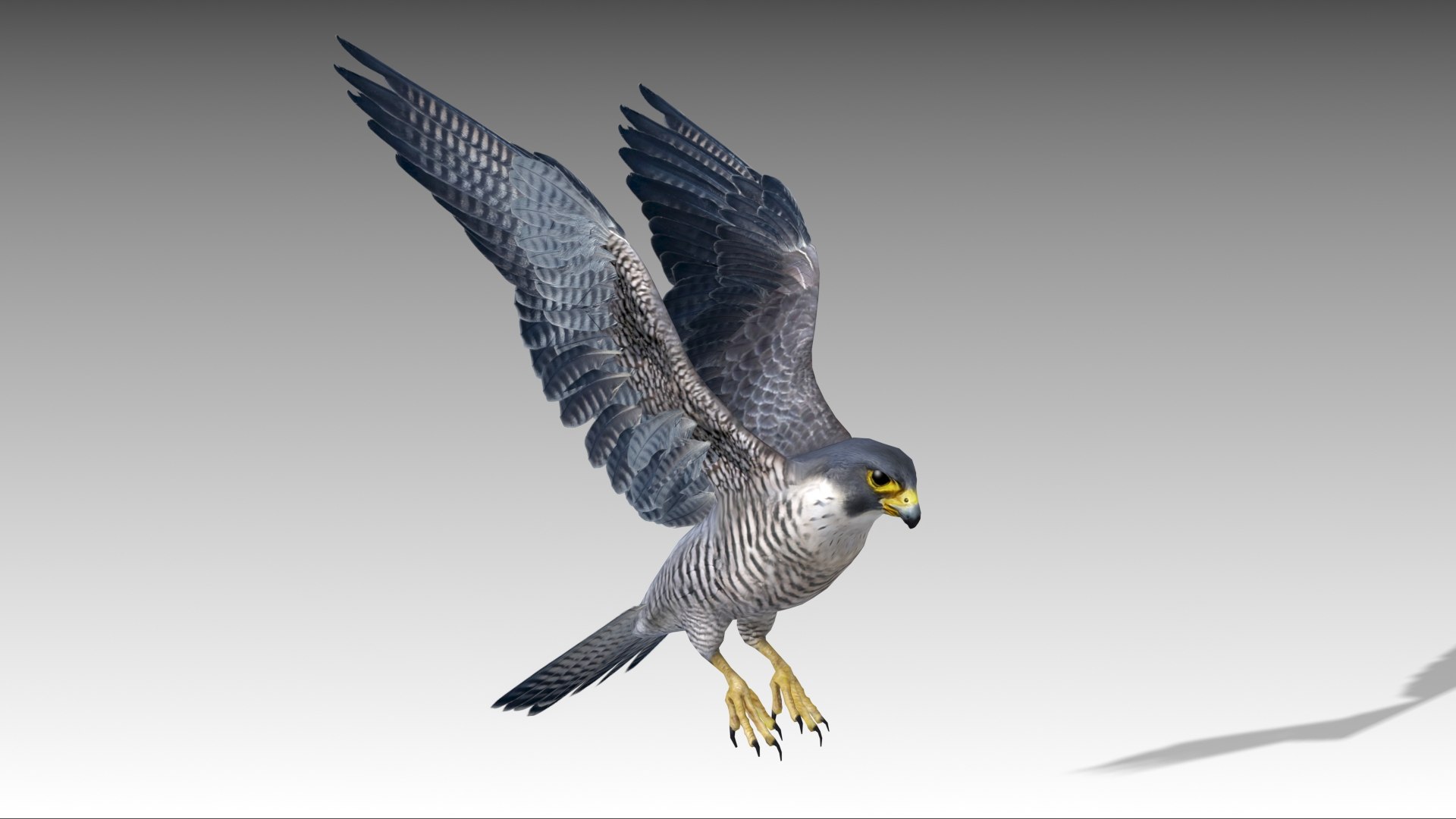 3D Model Falcon Animations - TurboSquid 1507304