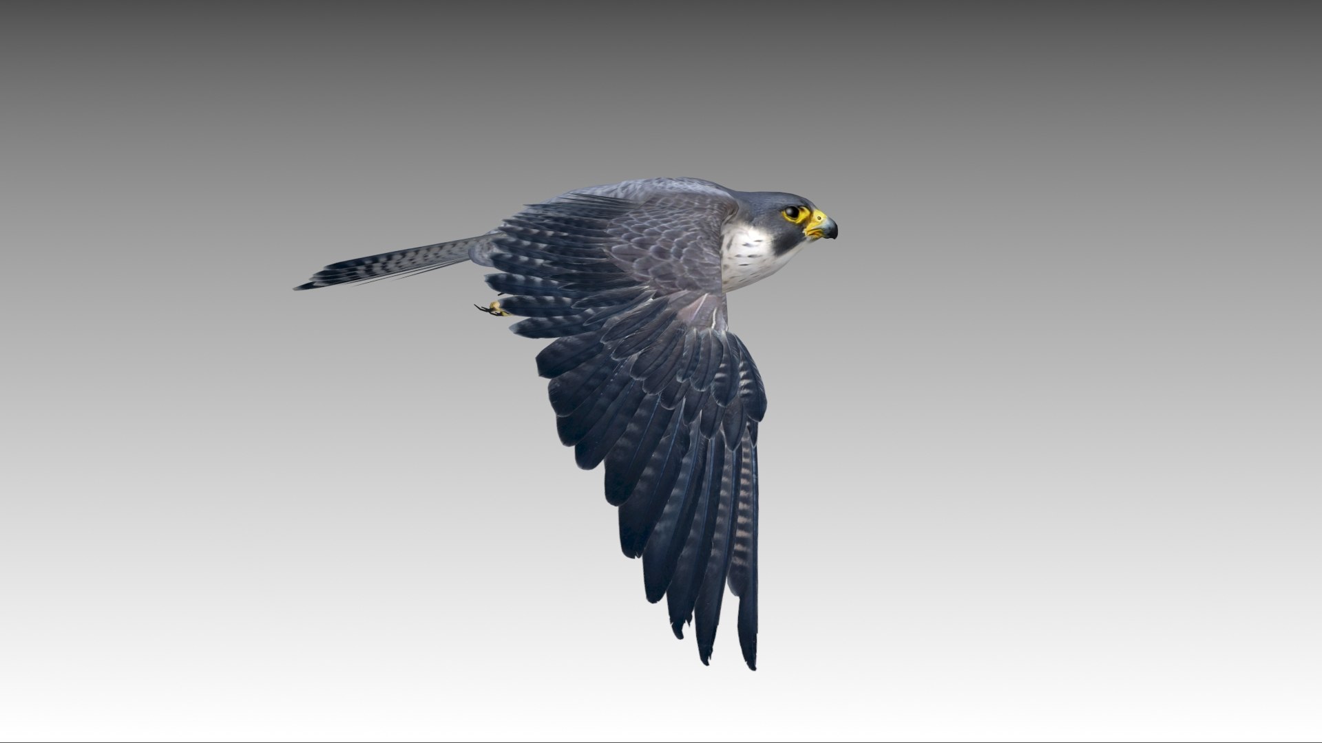3D Model Falcon Animations - TurboSquid 1507304