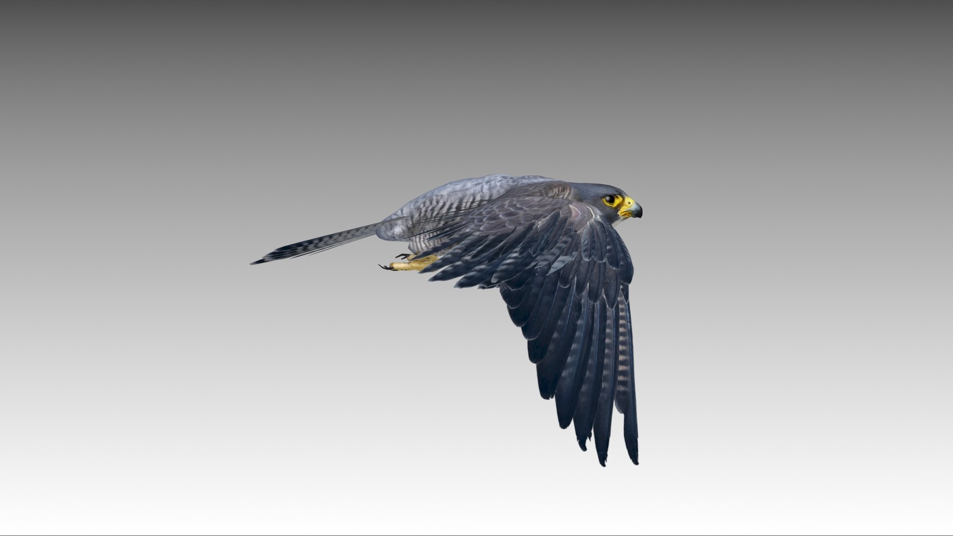 3D Model Falcon Animations - TurboSquid 1507304