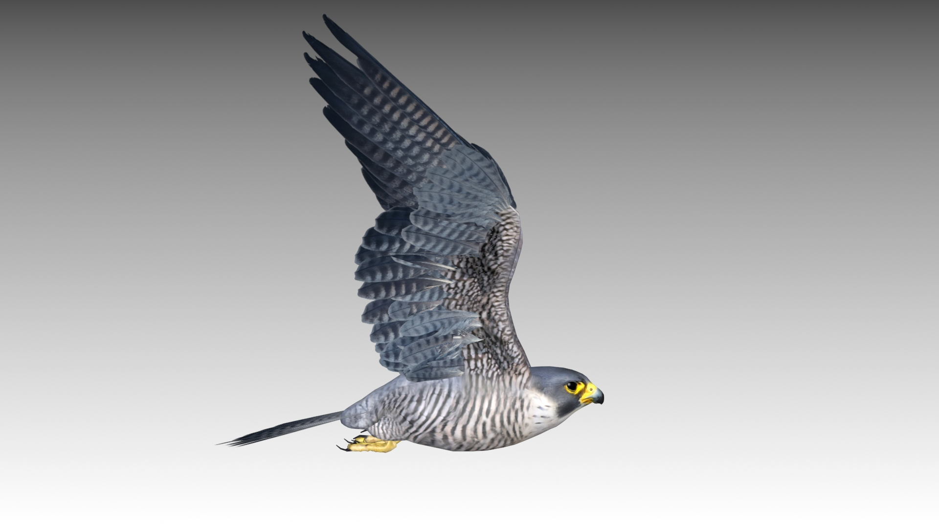 3D model falcon animations - TurboSquid 1507304