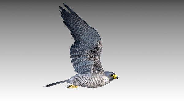 3D model falcon animations - TurboSquid 1507304