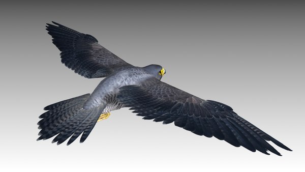 3D model falcon animations - TurboSquid 1507304