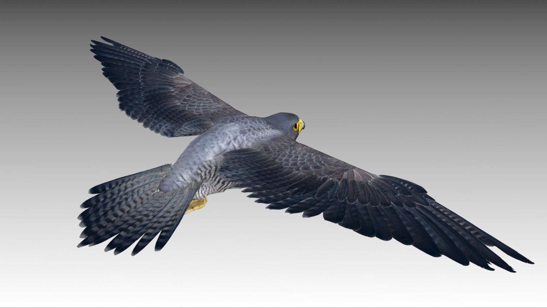 3D Model Falcon Animations - TurboSquid 1507304