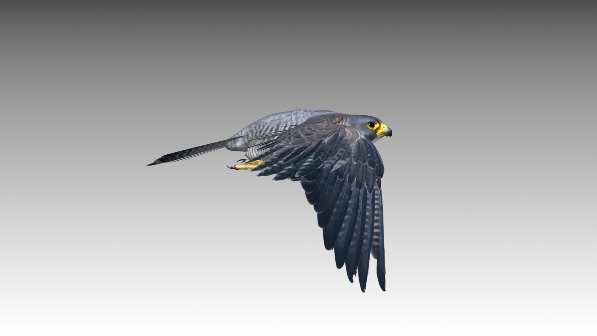 3D model falcon animations - TurboSquid 1507304