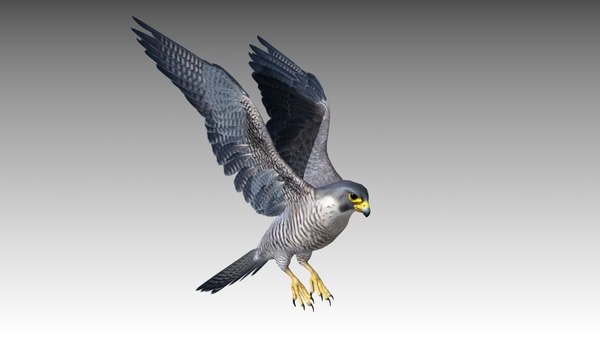 3D model falcon animations - TurboSquid 1507304