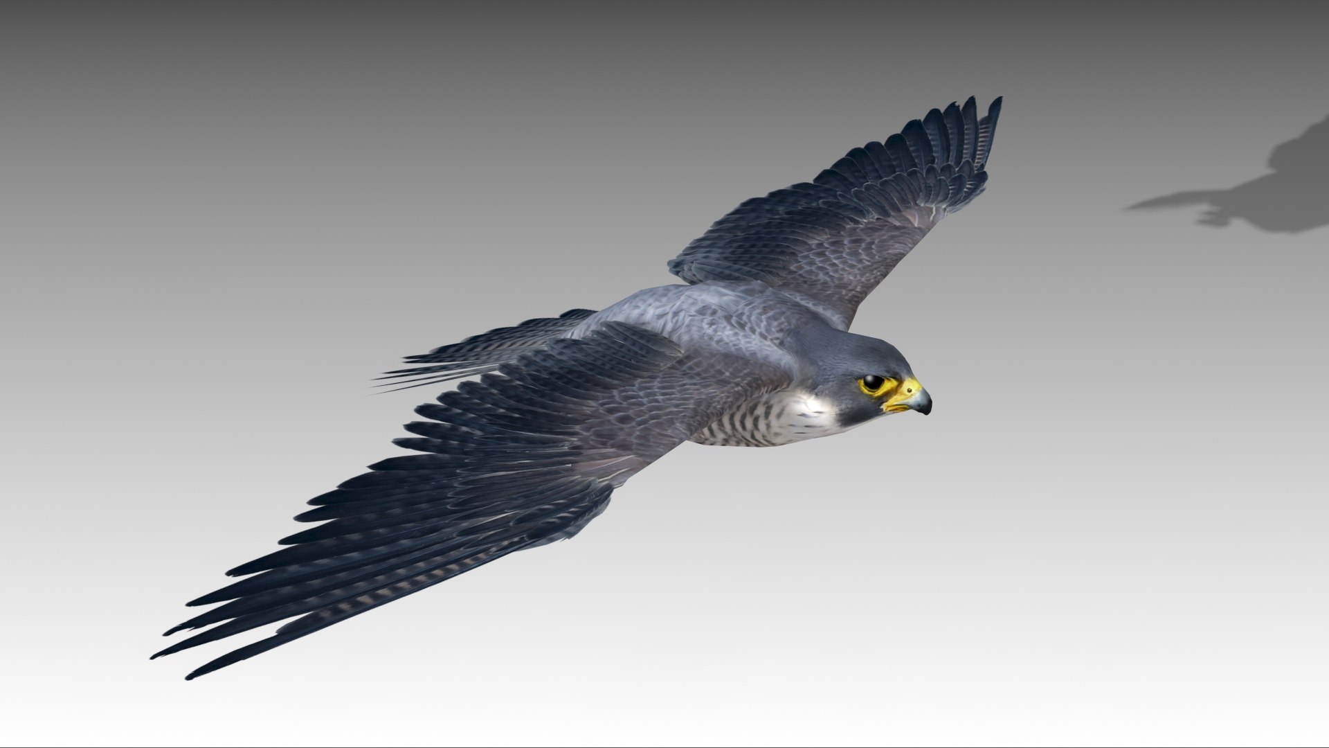 3D Model Falcon Animations - TurboSquid 1507304