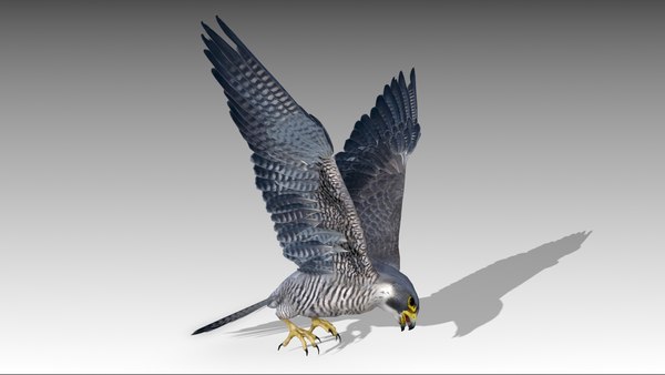 modelo 3d Halcón - TurboSquid 1507304