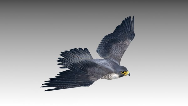 modelo 3d Halcón - TurboSquid 1507304