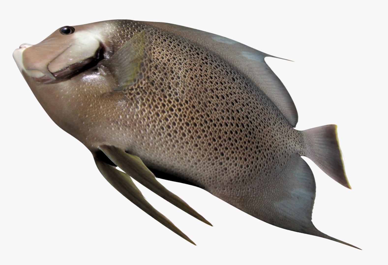 Grey Angelfish 3D - TurboSquid 1327512