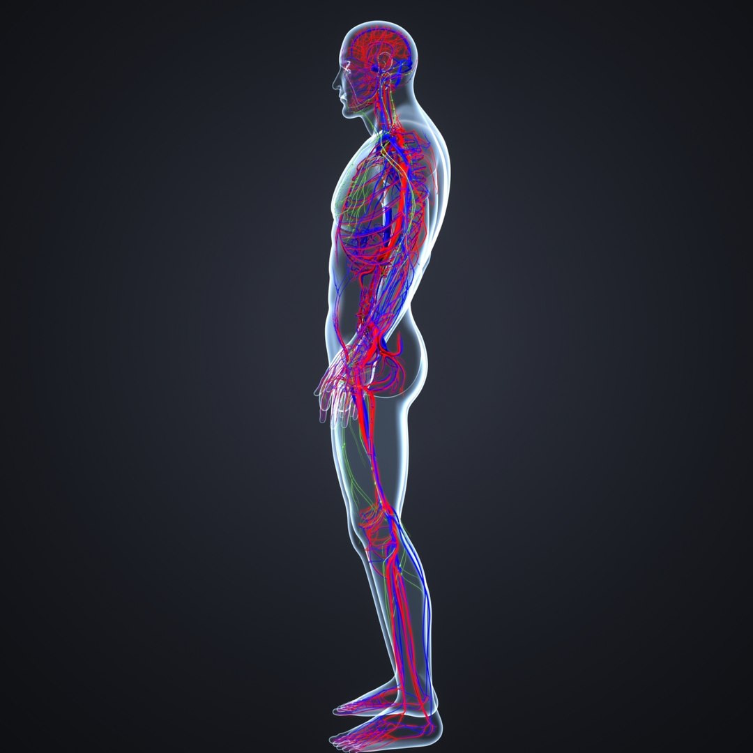 Body Arteries Veins 3D Model - TurboSquid 1216981