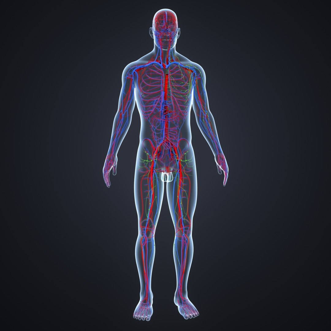 Body Arteries Veins 3D Model - TurboSquid 1216981