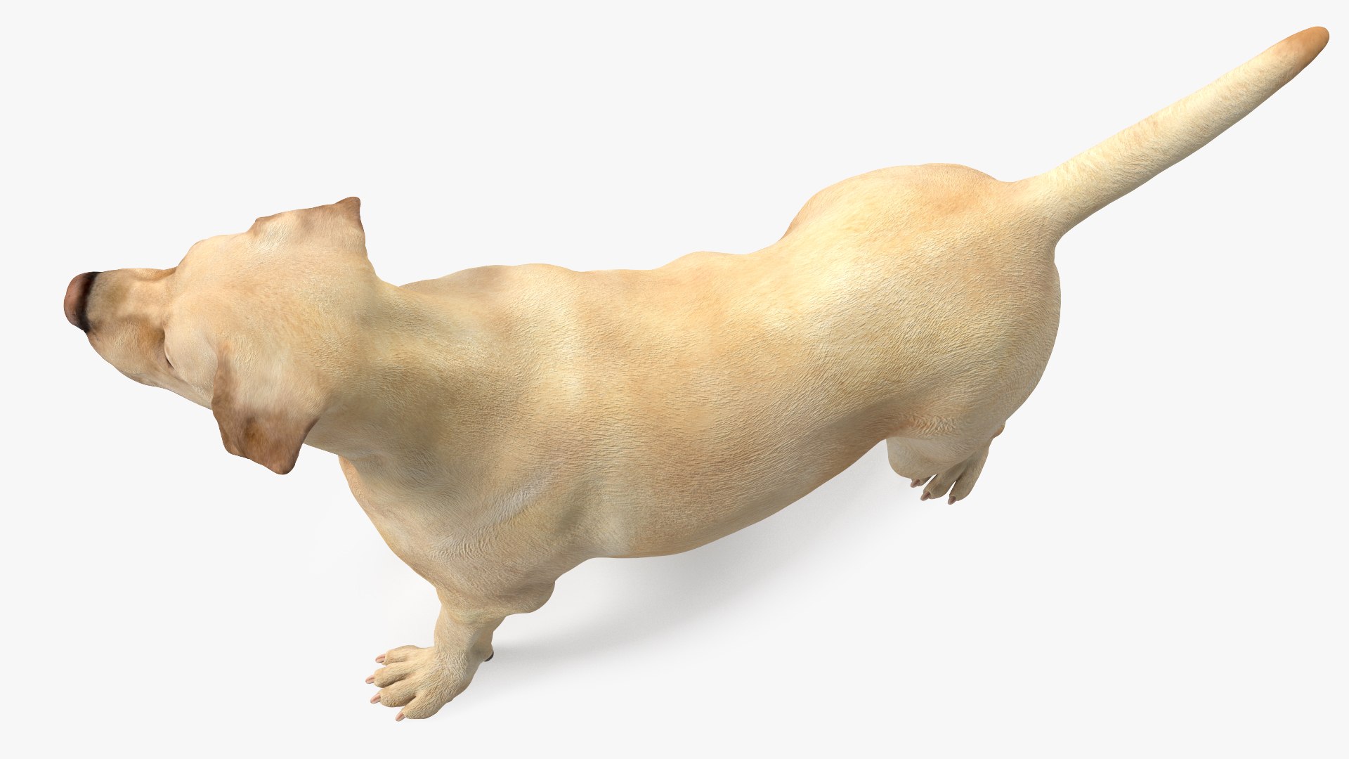 3D Labrador Dog White Standing Model - TurboSquid 1824345
