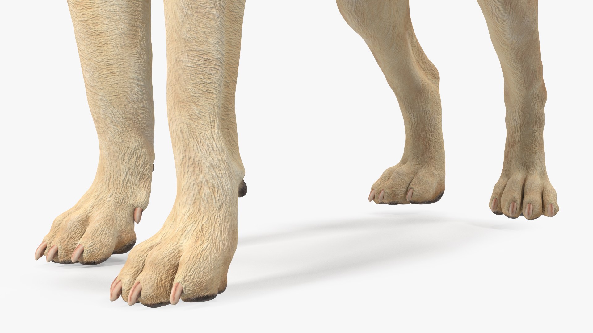3D Labrador Dog White Standing Model - TurboSquid 1824345