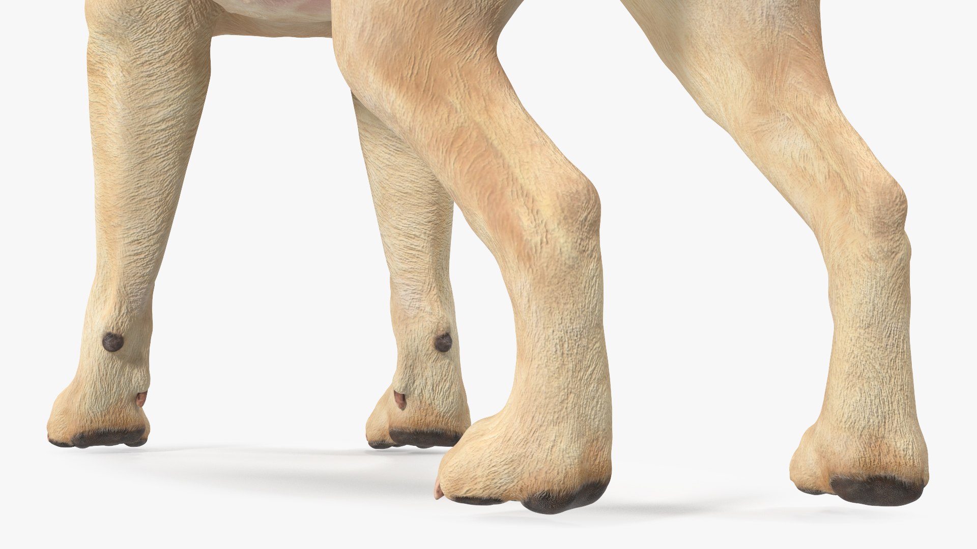 3D Labrador Dog White Standing Model - TurboSquid 1824345