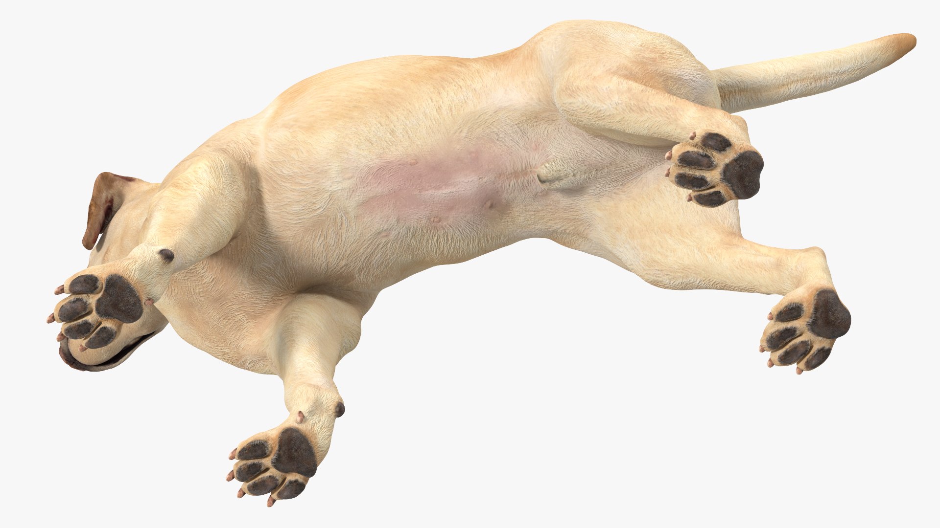 3D Labrador Dog White Standing Model - TurboSquid 1824345