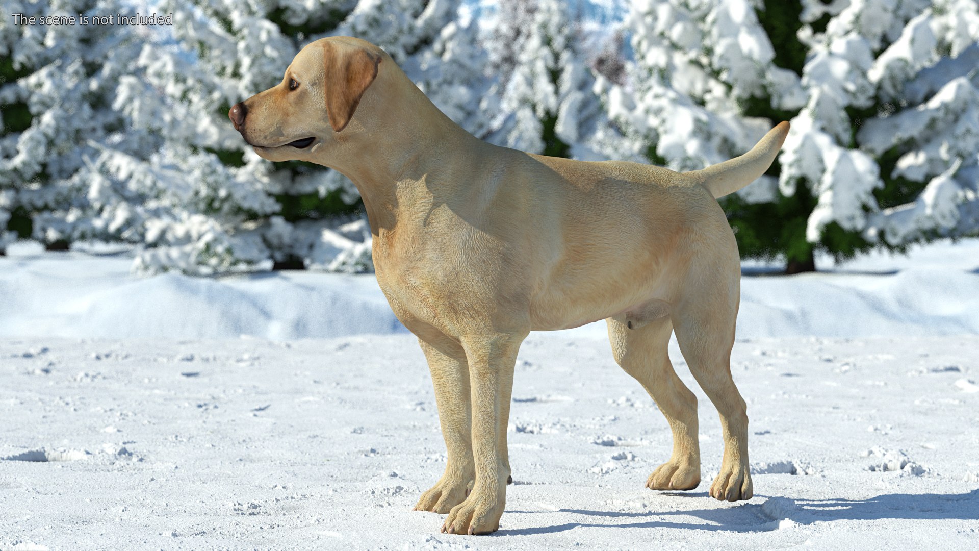 3D Labrador Dog White Standing Model - TurboSquid 1824345