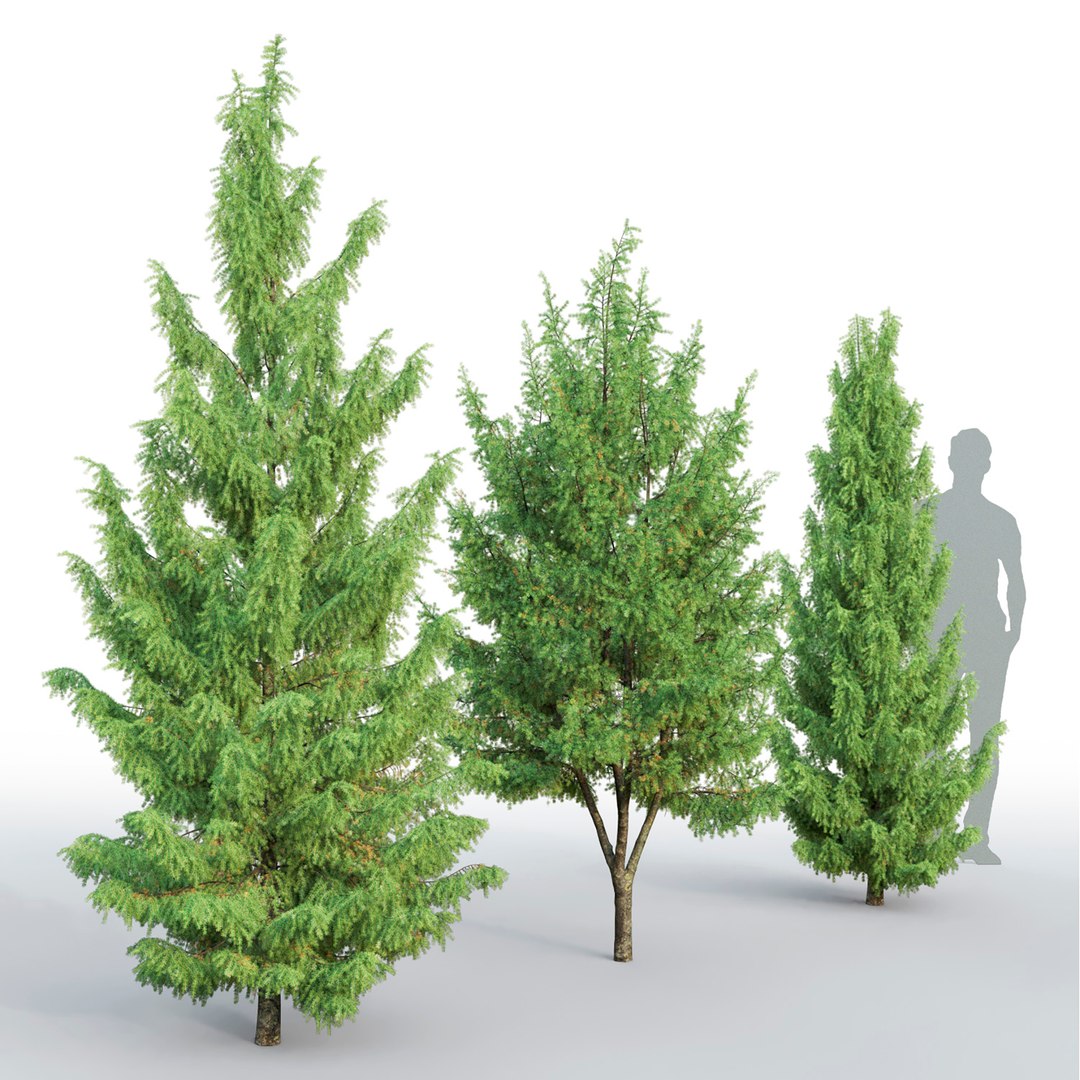 3D Juniper Juniperus - TurboSquid 1673361