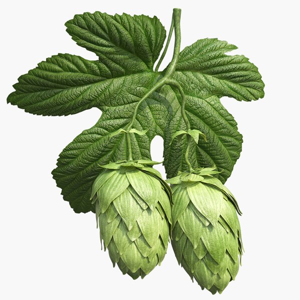 3D model hops real bract - TurboSquid 1530564