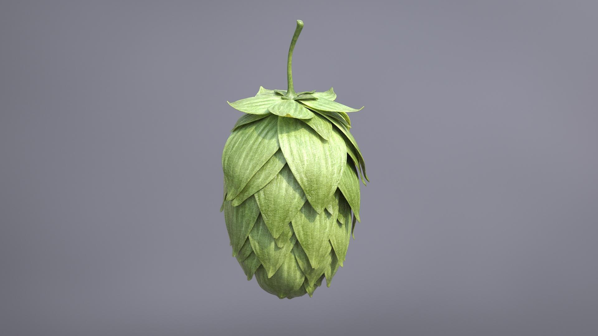 3D model hops real bract - TurboSquid 1530564