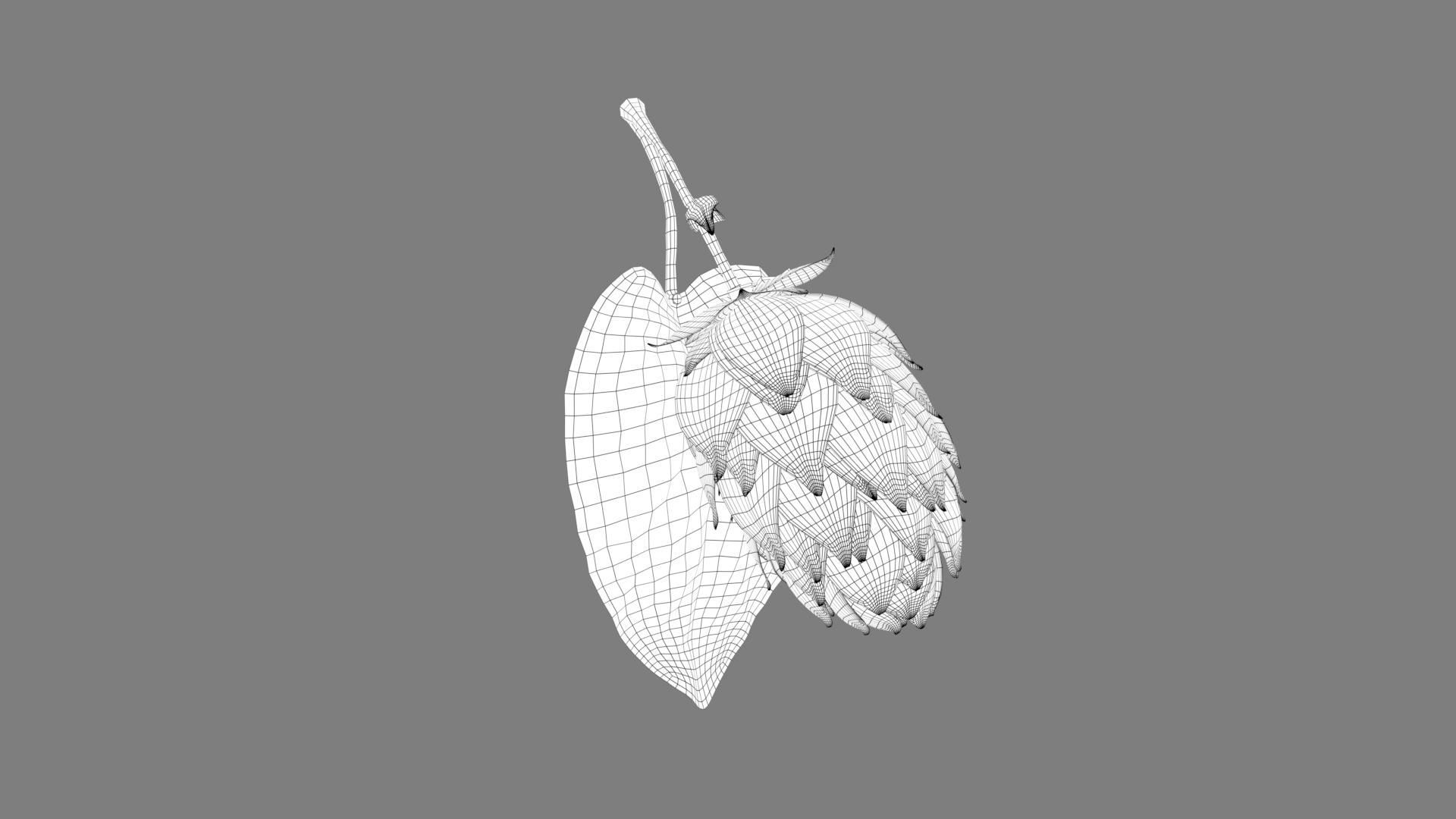 3D model hops real bract - TurboSquid 1530564